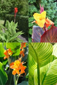 15 Aquatic Flowering Pond Plants - Container Water Gardens
