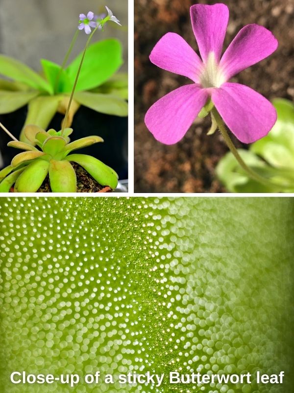 The Earth's Most Interesting Carnivorous Plants - Container Water Gardens