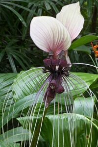 How To Grow The Exotic White Bat Flower - Container Water Gardens