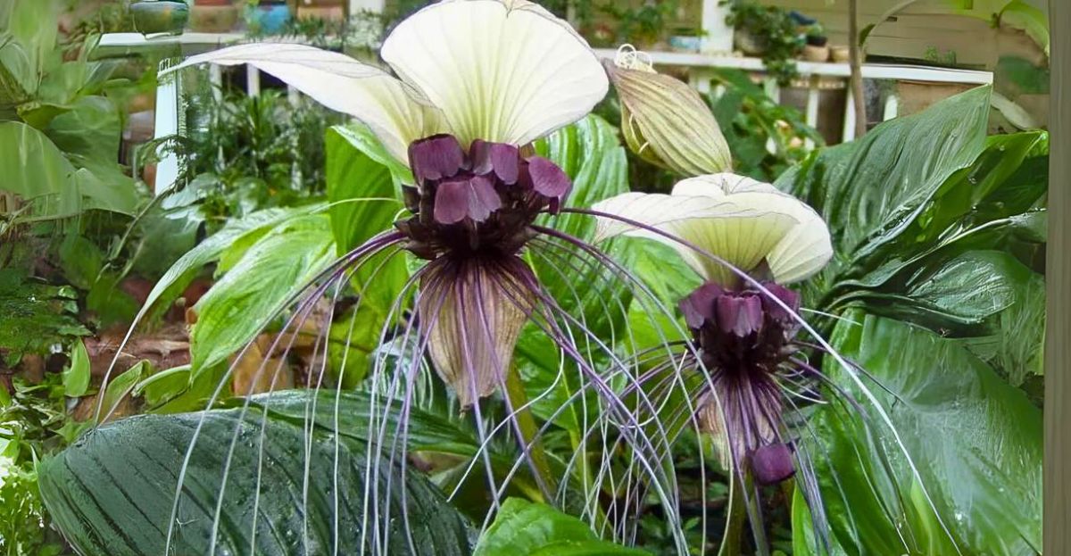 How To Grow The Exotic White Bat Flower - Container Water Gardens