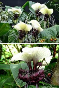 How To Grow The Exotic White Bat Flower - Container Water Gardens
