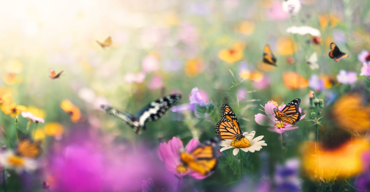 5 Essentials For Attracting Butterflies In Your Garden - Container ...