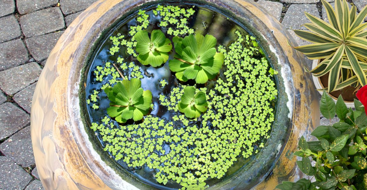 15 True Floating Plants Perfect for Container Water Gardens (No Soil ...